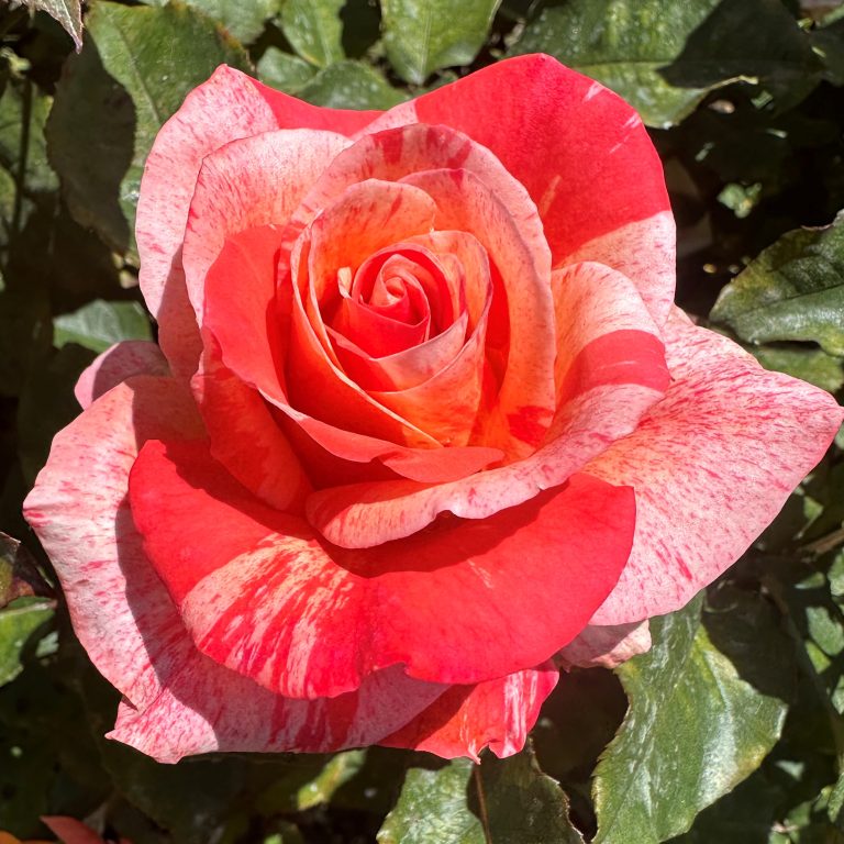 Michelangelo - South Pacific Roses