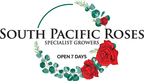 Iceberg - South Pacific Roses