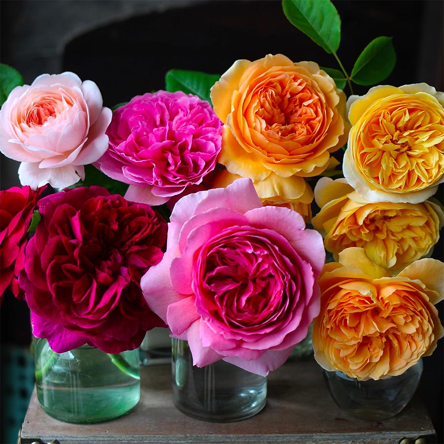 South Pacific Roses - Growers Of The Worlds Finest Roses