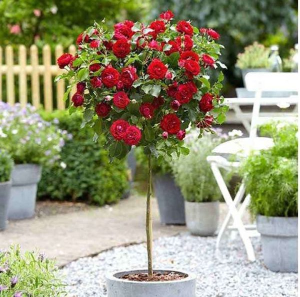 South Pacific Roses - Growers Of The Worlds Finest Roses